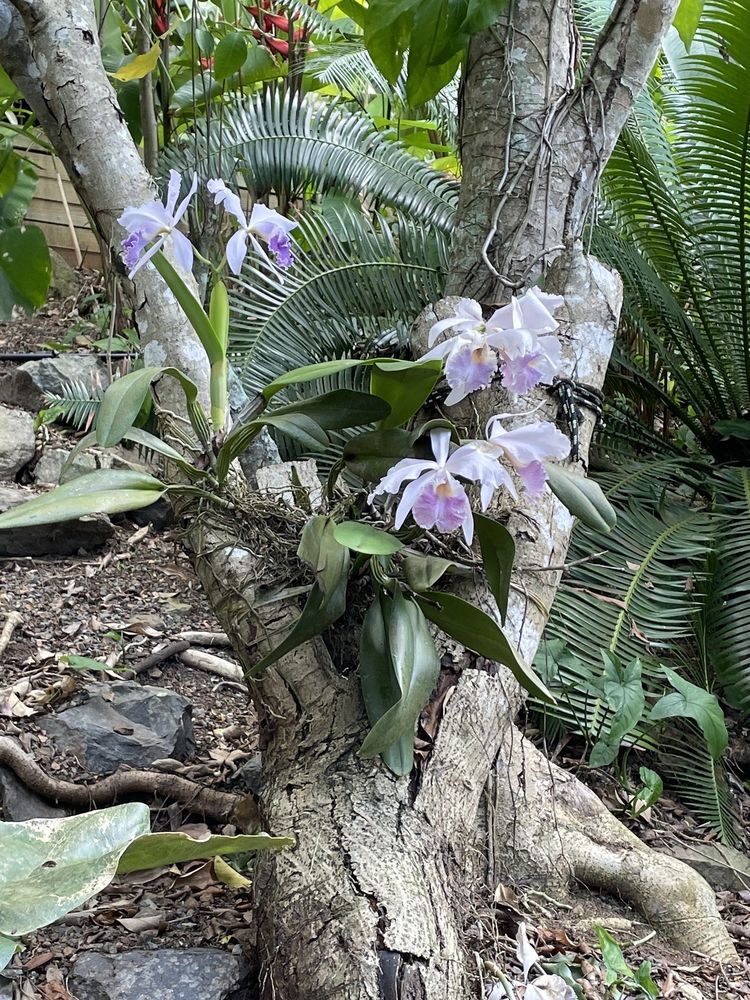 PHANTASEA BOTANICAL GARDENS - Updated September 2025 - 25 Photos ...