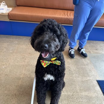 MODERN ANIMAL - Updated May 2025 - 27 Photos & 21 Reviews - 6465 E ...