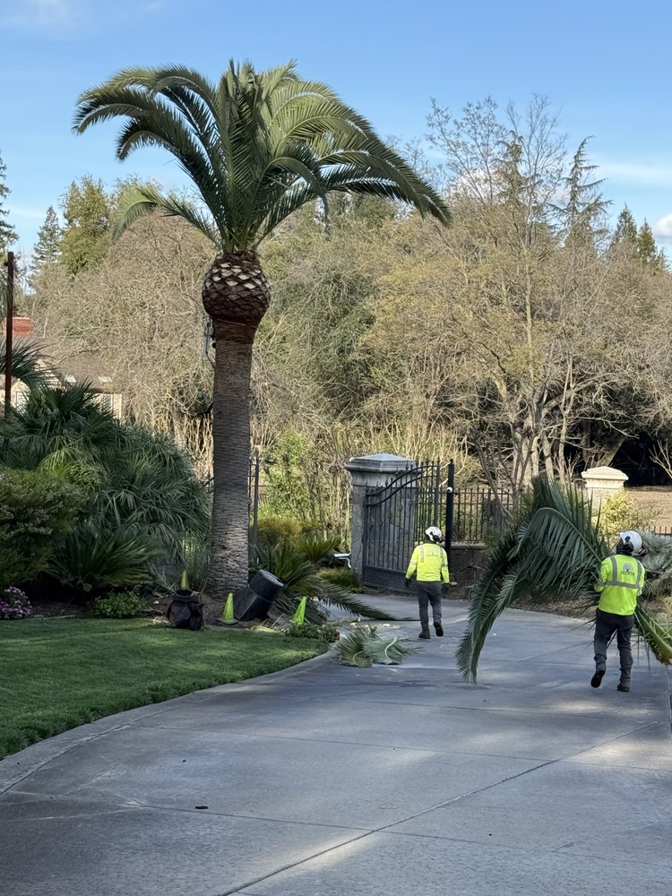 DUARTE TREE SERVICE - Updated December 2025 - 23 Photos - Roseville ...