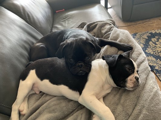 THE PAW PALACE - 21 Photos & 14 Reviews - Pet Breeders - 5981 N ...