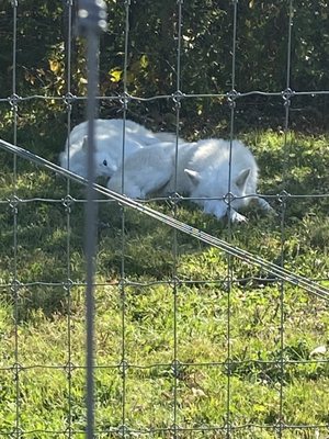 THE WOLF SANCTUARY OF PA - Tours at 465 Speedwell Forge Rd, Lititz ...