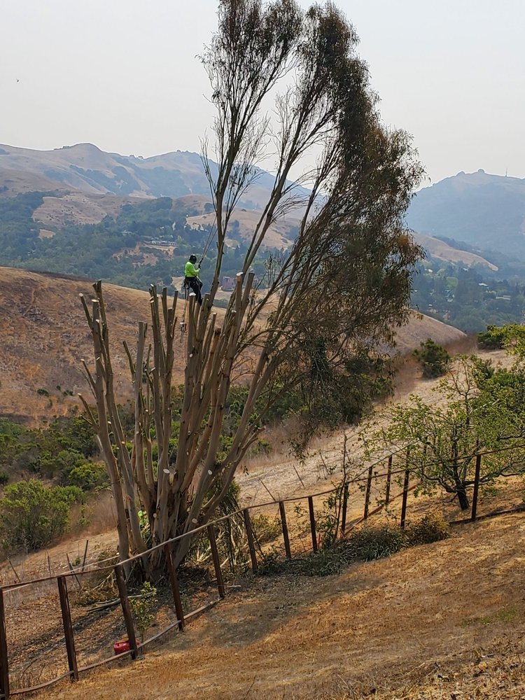 DURAN’S TREE SERVICE - Updated August 2025 - 147 Photos & 26 Reviews ...