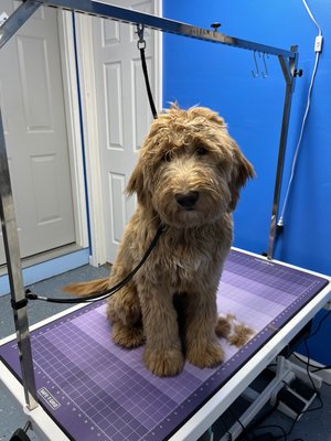 MADISON’S SHED AND TAILS GROOMING - Updated January 2026 - 19 Photos ...