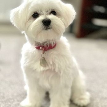 PAWGO - 81 Photos & 126 Reviews - 46 W Hatcher Rd, Phoenix, Arizona ...