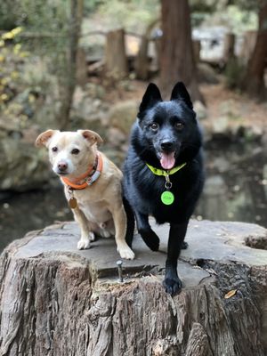 STERN GROVE DOG PARK - Updated December 2024 - 154 Photos & 23 Reviews ...