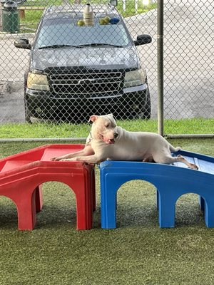 MIAMI DADE ANIMAL SERVICES - Updated August 2025 - 285 Photos & 225 ...