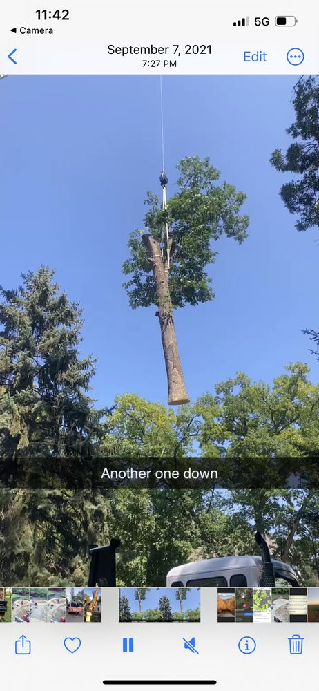 TOP NOTCH TREE SERVICE - Updated May 2025 - Request a Quote - New ...