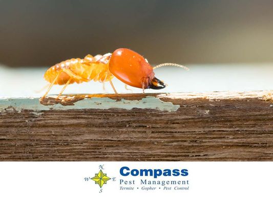 COMPASS PEST MANAGEMENT - Updated December 2025 - 80 Photos & 97 ...