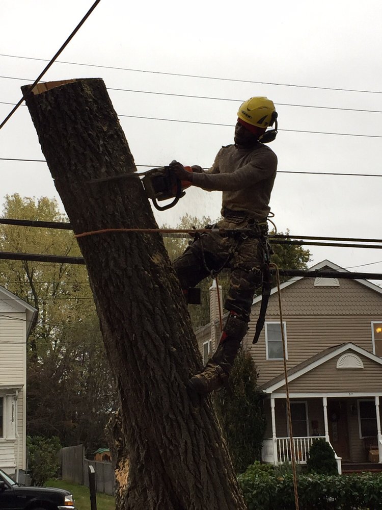 FAMILY TREE ARBORIST - 11 Photos - Tree Services - Fishkill, NY - Phone ...