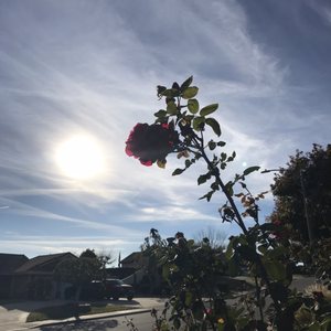 SAN DIMAS CANYON PARK - 85 Photos & 22 Reviews - Parks - 1628 Sycamore ...