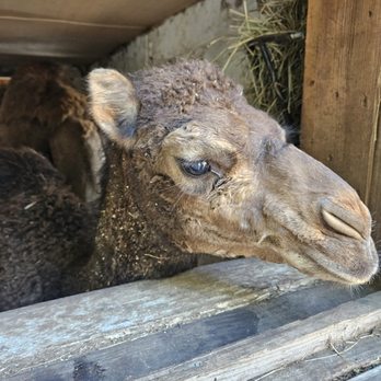 ROSE BRIDGE FARM & SANCTUARY - Updated June 2025 - 226 Photos & 81 ...