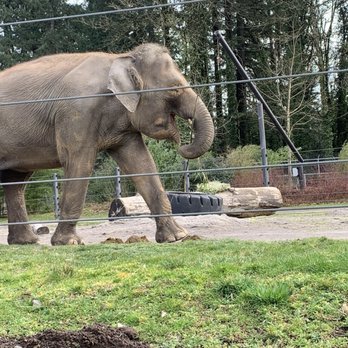 OREGON ZOO - Updated June 2024 - 3119 Photos & 888 Reviews - 4001 SW ...