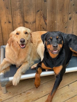 MUTTY PAWS DAYCARE AND GROOMING - Updated December 2025 - 1531 County ...