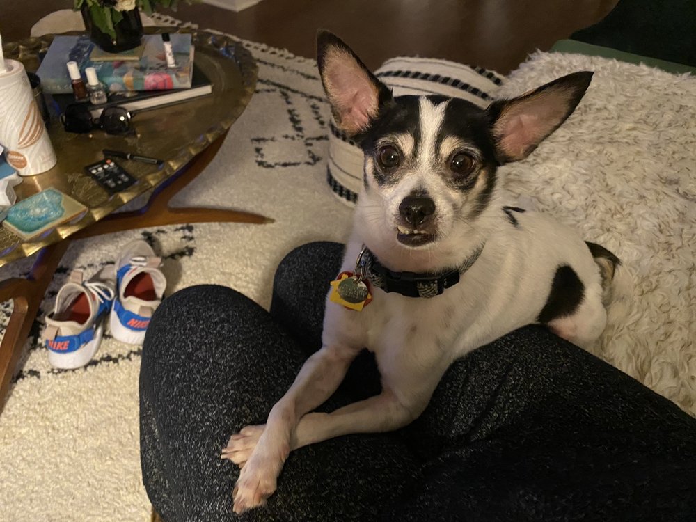 LOW COUNTRY ANIMAL RESCUE - 10 Photos & 26 Reviews - Ladson, South ...