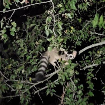 KICKAPOO CAVERN STATE PARK - Updated December 2025 - 30 Photos & 12 ...