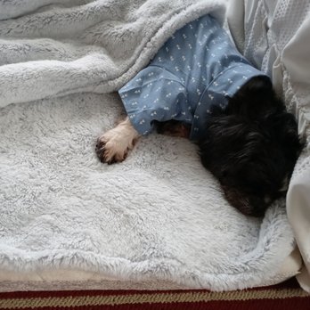 SPCA FLORIDA - Updated June 2024 - 83 Photos & 48 Reviews - 5850 ...