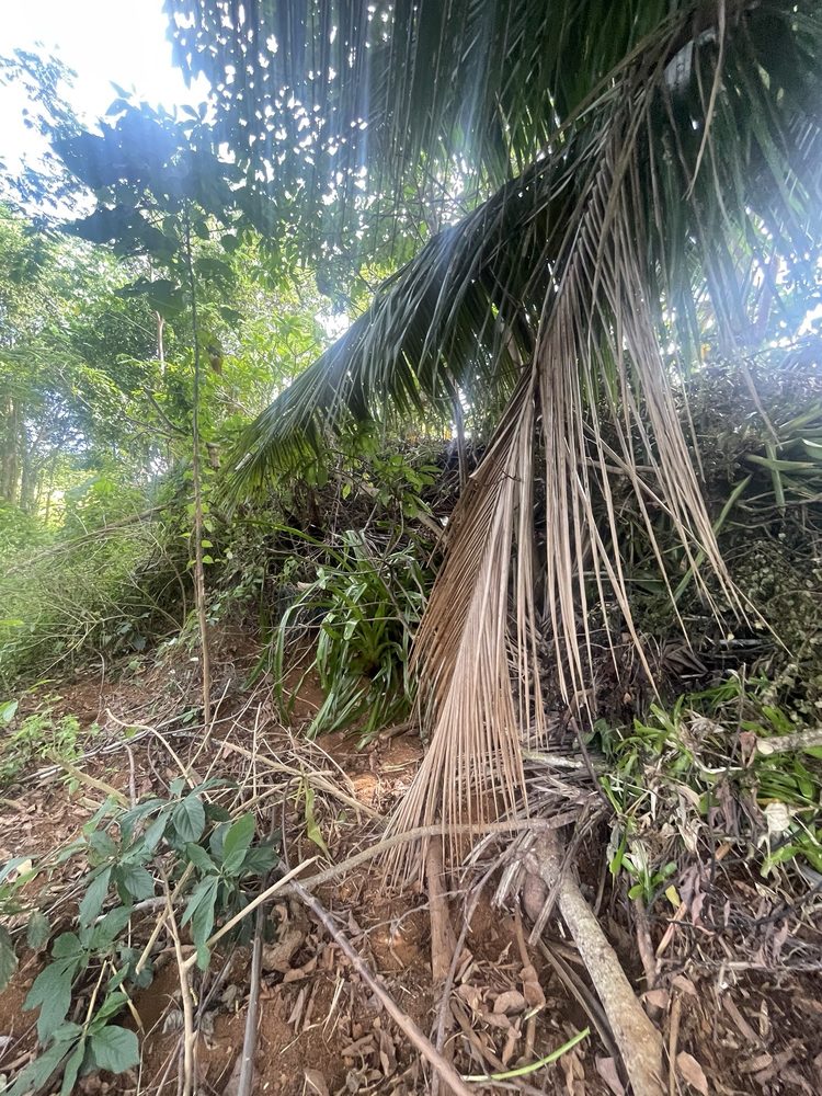 KAUAI DUMP RUNS - Updated August 2025 - Request a Quote - 4702 ...