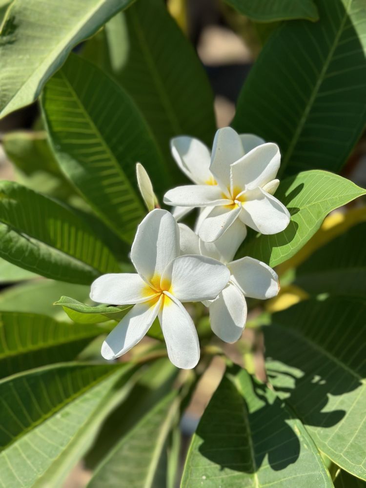 MACIAS NURSERY - Updated December 2025 - 36 Photos & 28 Reviews - 29900 ...