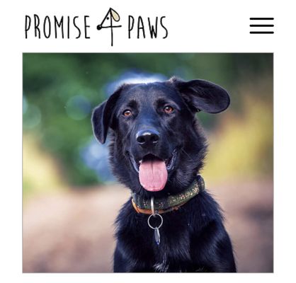 PROMISE 4 PAWS - Updated April 2026 - 29 Photos & 23 Reviews - 31878 ...