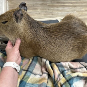 THE CAPYBARA CAFE - Updated October 2025 - 124 Photos - 33 Reviews ...