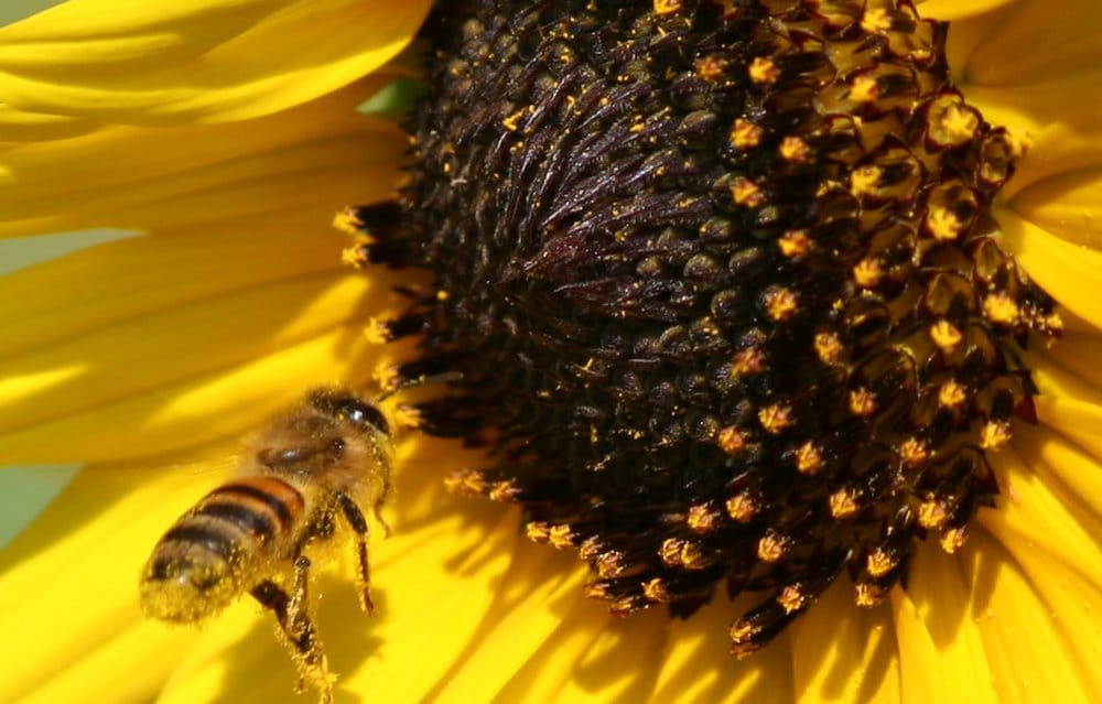 NORTH TEXAS TURF & LANDSCAPE SERVICE - Updated August 2025 - 1536 Vista ...