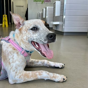 BUBBLY PAWS - Updated August 2024 - 33 Photos & 29 Reviews - 22421 El ...