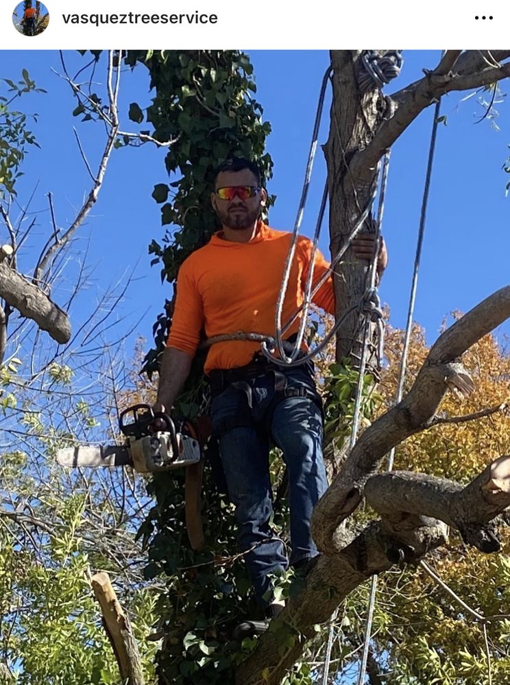 VASQUEZ TREE SERVICE - Updated October 2025 - 31 Photos - Dallas ...