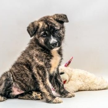 THE HUMANE SOCIETY’S PETS FUR PEOPLE - Updated June 2025 - 26 Photos ...