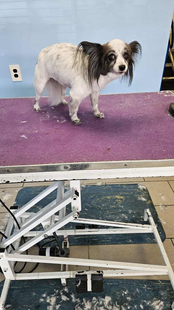 POOCHIE’S DOG GROOMING - Updated October 2025 - 88 Photos & 72 Reviews ...