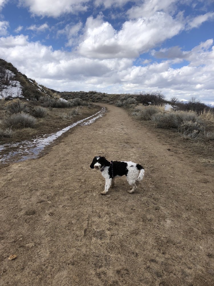 SUNCREST TRAIL - 27 Photos - Deer Ridge Dr, Draper, Utah - Hiking - Yelp