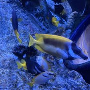 SEA LIFE GRAPEVINE AQUARIUM - 388 Photos & 219 Reviews - Aquariums ...