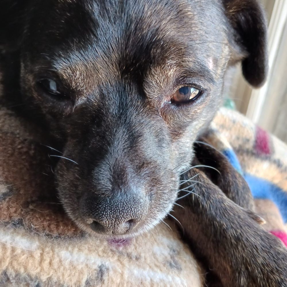 PETZ PACK - Updated October 2025 - 15 Reviews - Madison, Alabama - Pet ...