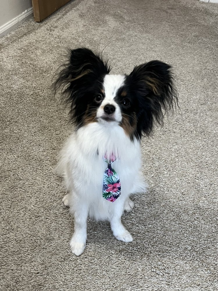 PAWSITIVELY PERFECT GROOMING & SELF BATHE - Updated October 2025 - 36 ...