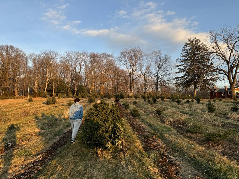 DUMAS CHRISTMAS TREE FARM - Updated May 2026 - 19 Photos - 190 Little ...
