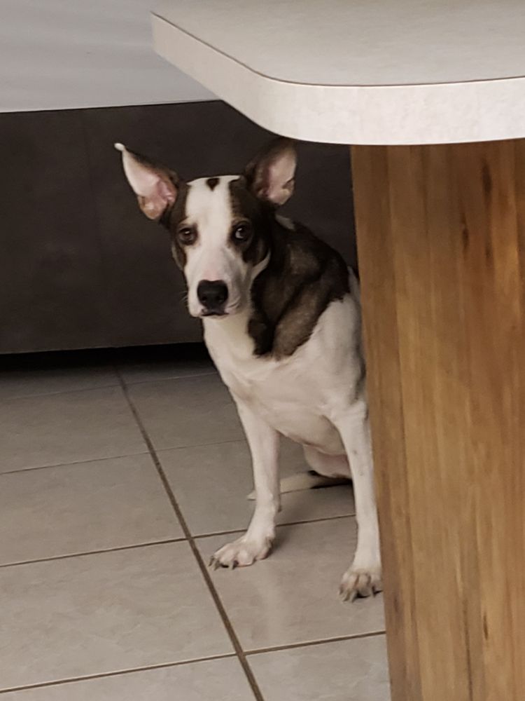 HELLOVET PET CARE AT HOME - 10 Photos - 25 N Market St, Jacksonville ...