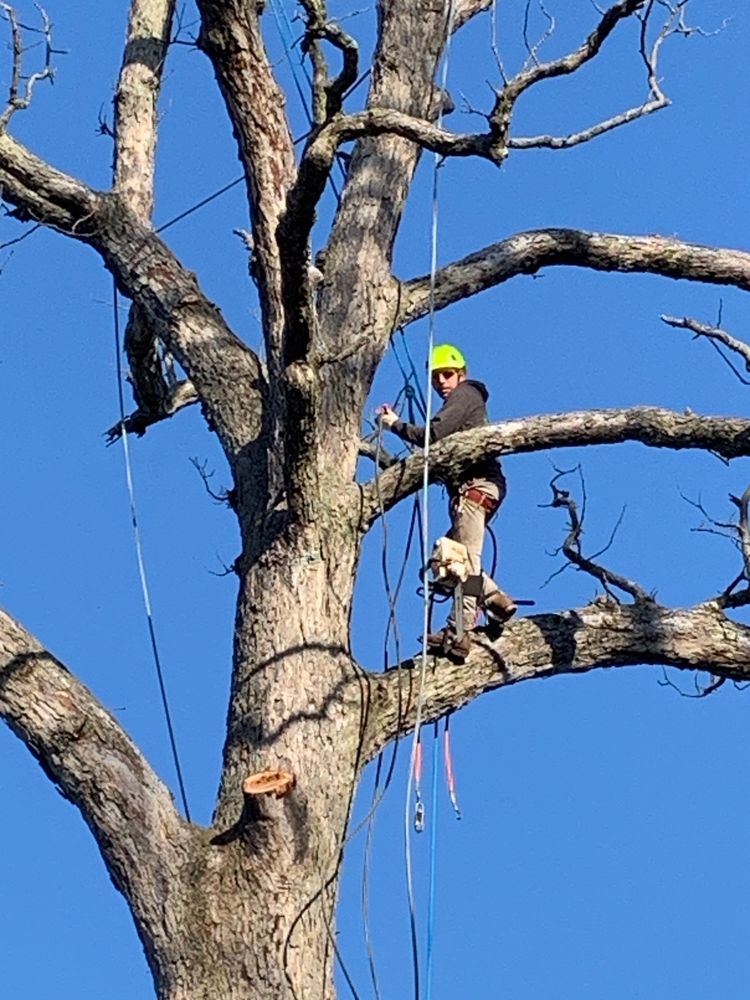 EXPRESS TREE SERVICE - Updated March 2025 - 74 Photos & 17 Reviews ...