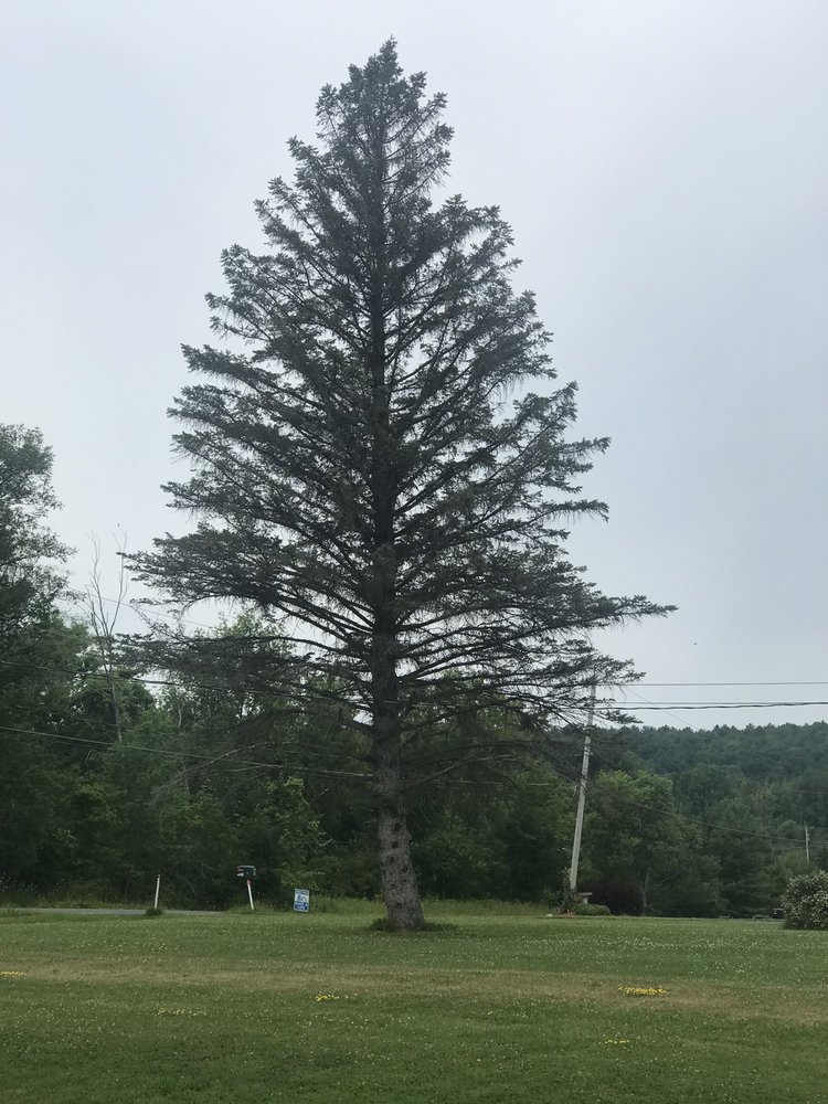 ALL AMERICAN TREE SERVICE - Updated October 2025 - 11 Reviews - 2076 ...