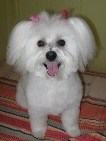 THE PAW SPAW - Updated December 2025 - 46 W Chestnut St, Canton ...