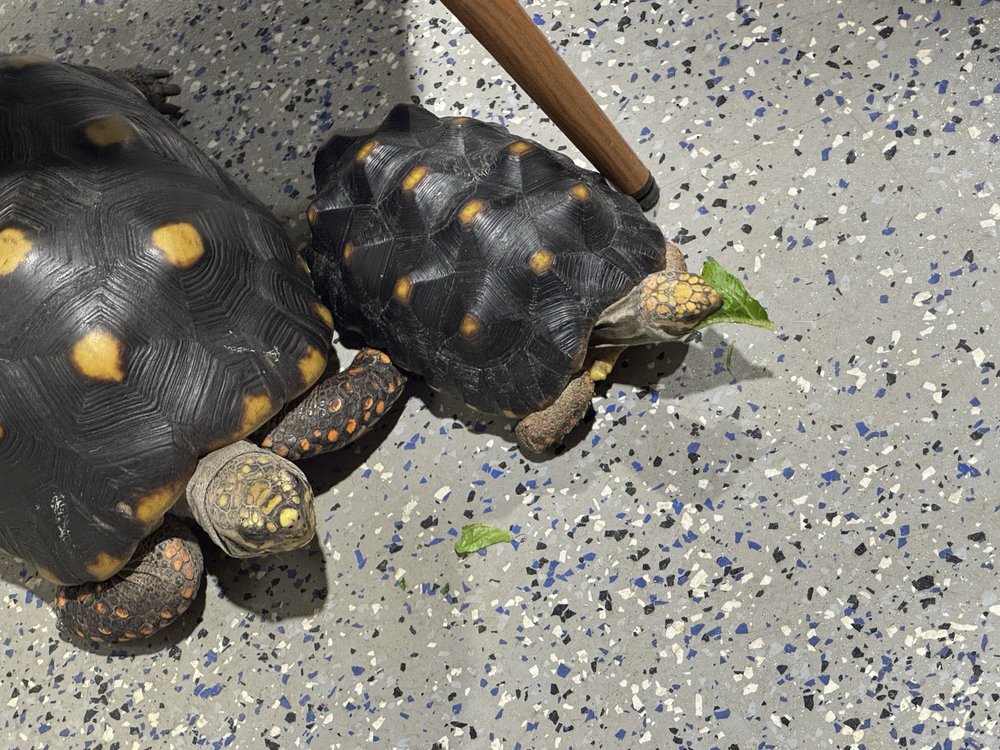 CAPYBARA CAFE - Updated September 2025 - 43 Photos & 10 Reviews - 4703 ...