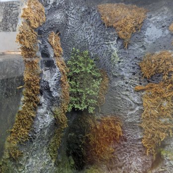 AVALON EXOTICS - Updated December 2025 - 62 Photos & 14 Reviews - 70 ...