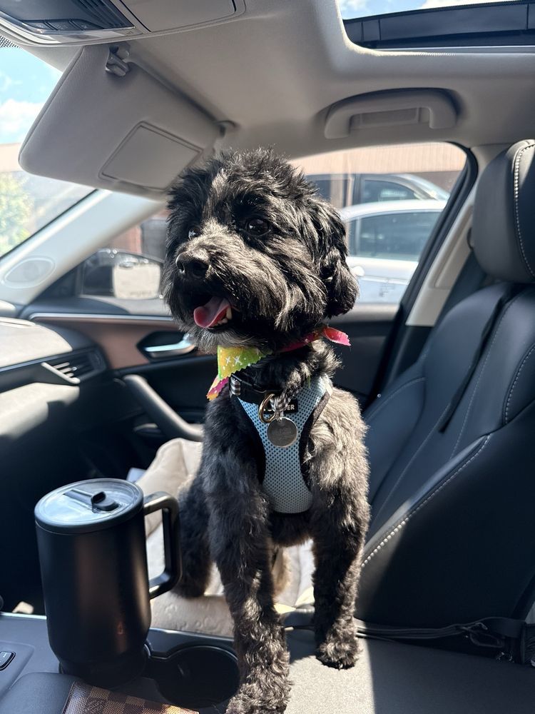 THE PAWSPAW - Updated June 2026 - 10 Photos & 13 Reviews - 1211 Parker ...
