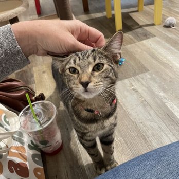 KITTY CAT LOUNGE - Updated December 2025 - 49 Photos - 946 E Orange St ...