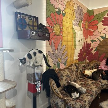 DON’T STRESS MEOWT - CAT CAFE - Updated July 2025 - 280 Photos & 32 ...
