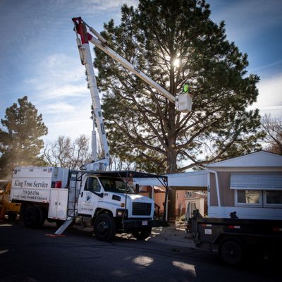 KING TREE SERVICE - 38 Photos & 16 Reviews - 4795 Mark Dabling Blvd ...