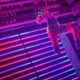 TREEHOUSE ROOFTOP - Updated May 2025 - 141 Photos & 388 Reviews - 686 N ...