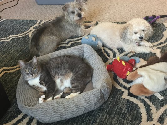 SUMMIT ANIMAL HOSPITAL - Updated December 2025 - 21 Photos & 50 Reviews ...