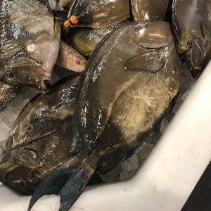 AZAMA FISH WHOLESALE - 62 Photos & 54 Reviews - Seafood Markets - 94 ...