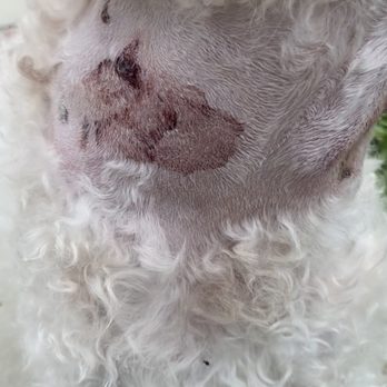 ANIMAL URGENT CARE OF SOUTH ORANGE COUNTY - Updated June 2024 - 81 ...