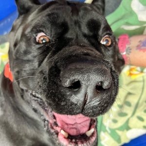 YUCCA VALLEY ANIMAL SHELTER - Updated July 2025 - 153 Photos - 4755 ...