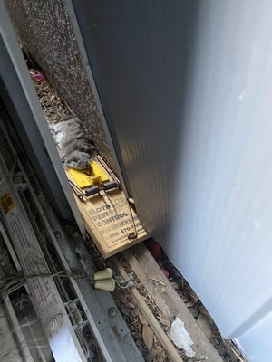 LLOYD PEST & TERMITE CONTROL - 34 Photos & 62 Reviews - 3830 E Miraloma ...